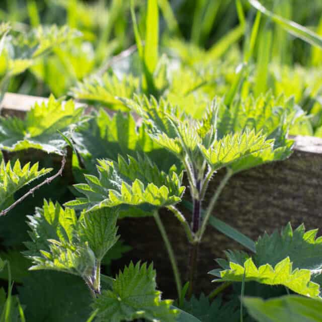 Nettle Soup Recipe + How to Forage Stinging Nettles Safely - The ...