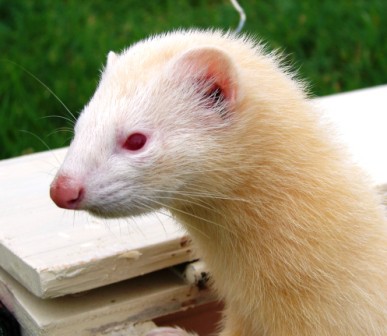 Starting with Ferrets - The Hedgecombers