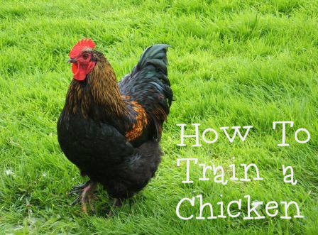 How To Train a Chicken! - The Hedgecombers