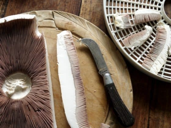 How to dry mushrooms : A step by step guide to drying mushrooms
