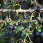 Easy Homemade Sloe Vodka - The Perfect Wild and Foraged Gift - The ...