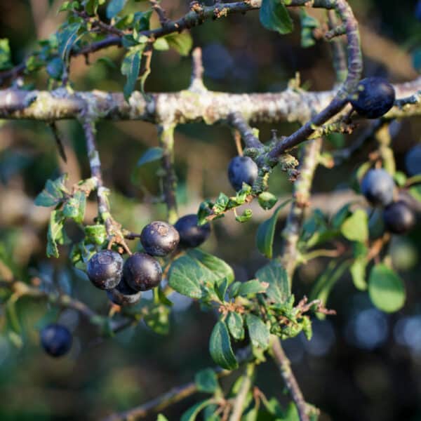 Easy Homemade Sloe Vodka - The Perfect Wild and Foraged Gift - The ...