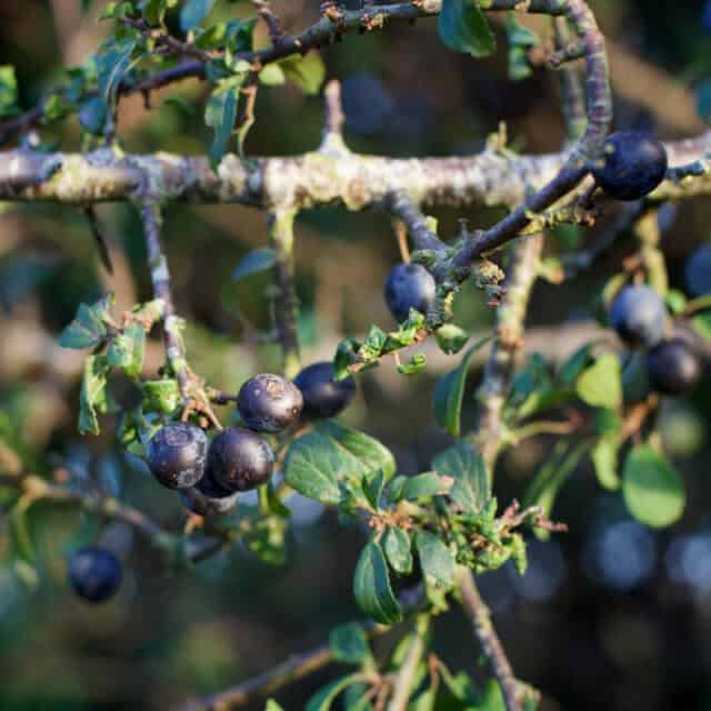 Easy Homemade Sloe Vodka - The Perfect Wild and Foraged Gift - The ...