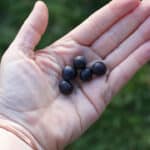 Easy Homemade Sloe Vodka - The Perfect Wild and Foraged Gift - The ...
