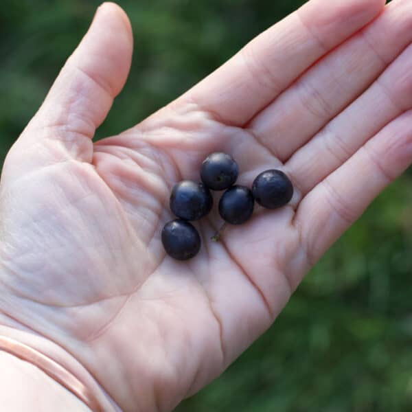 Easy Homemade Sloe Vodka - The Perfect Wild and Foraged Gift - The ...