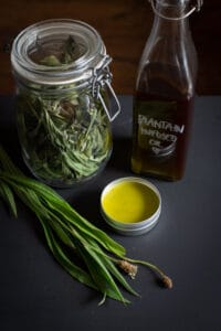 Plantain Salve Recipe - How to Make it & Why You'd Want to - The ...